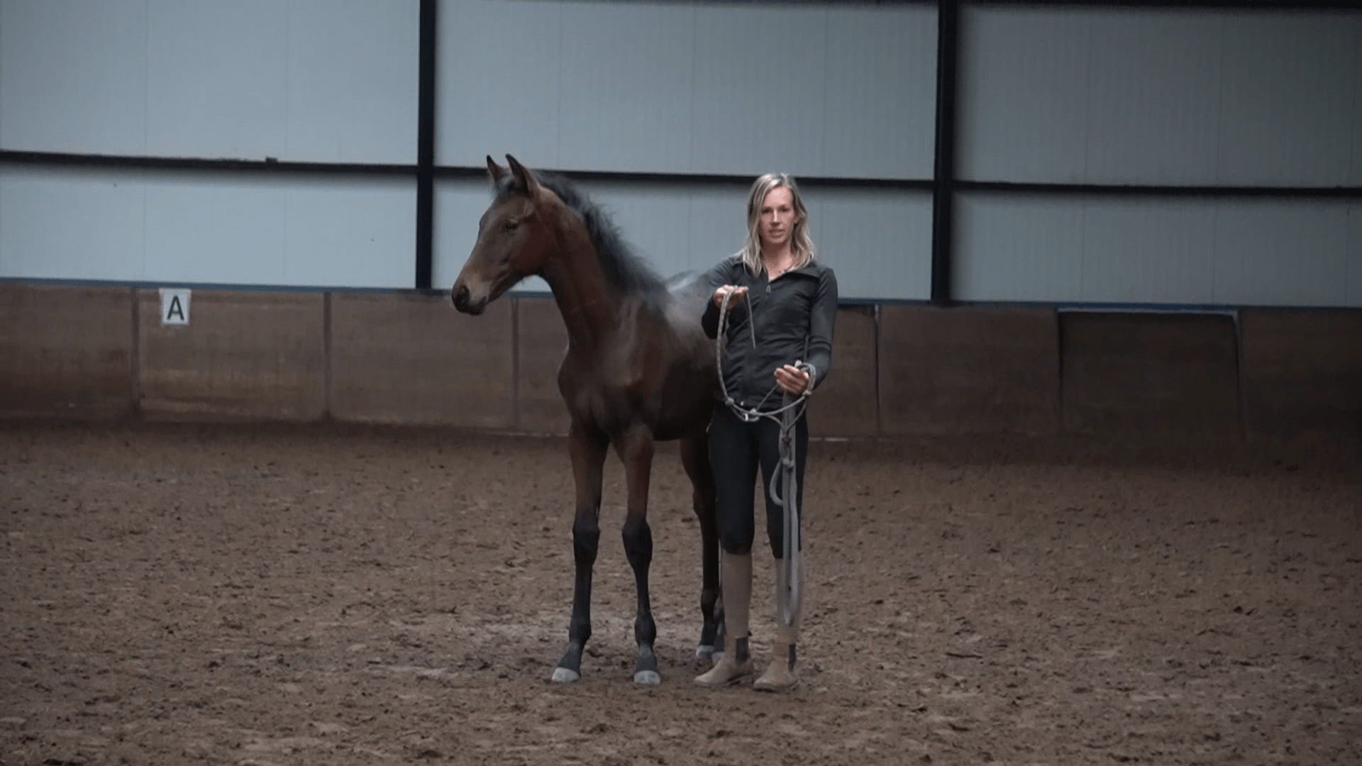 Foal Handling – Page 5 – Feather Light Academy