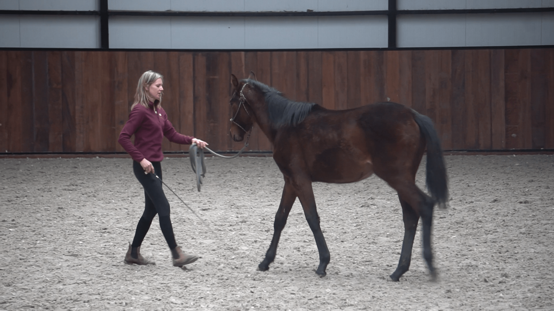Foal Handling – Feather Light Academy